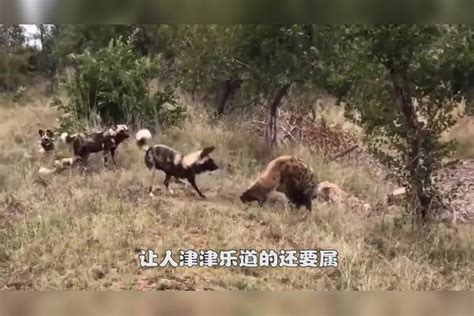 野狗咬合力有多惊人兔子瞬间被撕成两半，镜头拍下全过程