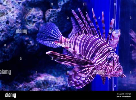 Institute Building Marine Aquarium And Science Museum For Thai People