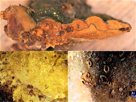 Vuurzwam Kardinaalsmutsvuurzwam Phellinus Ribis Houtem Natuur Waarnemingen