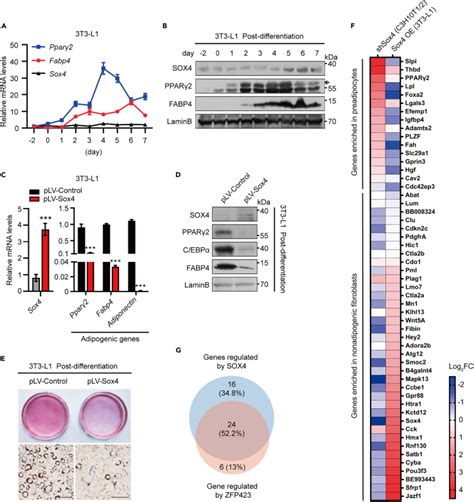 Suppression Of Preadipocyte Determination By Sox4 Limits White