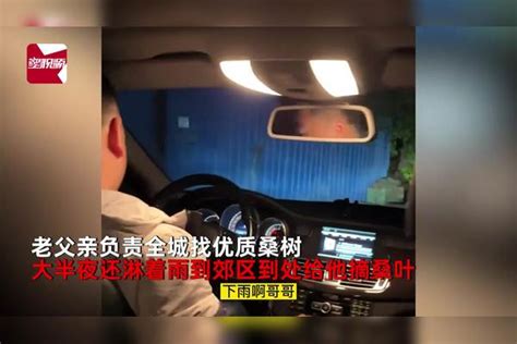 萌娃弄几百条蚕回家全家 操碎心”：父亲冒雨摘桑叶母亲半夜喂食操碎心桑叶全家