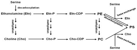 Phosphatidylcholine Synthesis