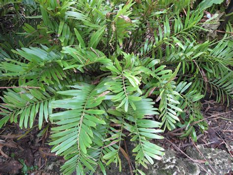 Zamia Integrifolia Alchetron The Free Social Encyclopedia