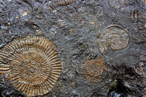 Fossil Texture Stock Image Image Of Graded Abstract 7812931