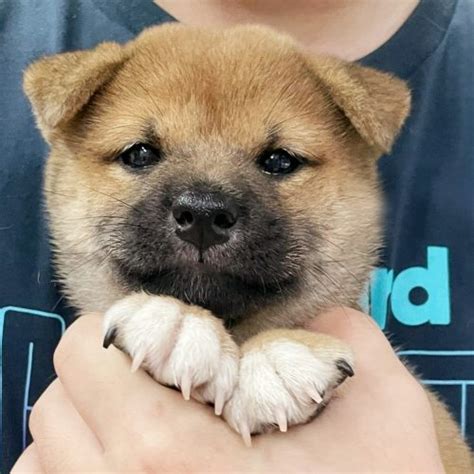 買狗推薦 萌犬寵物店介紹