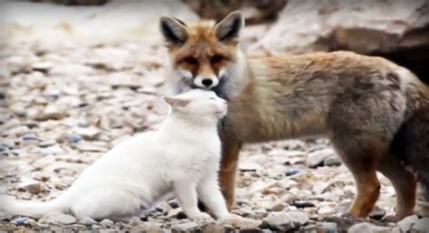 Fox Is About To Kill A Stray Cat Then Things Take An Unexpected Turn