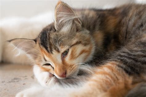 고양이 췌장염 증상 진단과 치료 핏펫