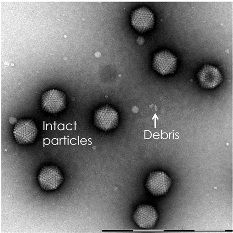 Qutem Adenoviral Vector Analysis