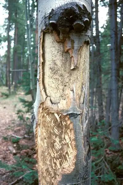 Aspen Trees Common Problems And What To Do
