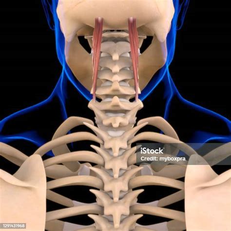 Anatomi Otot Semispinalis Cervicis Untuk Konsep Medis 3d Foto Stok