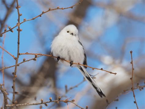 エナガ 亜種シマエナガ 2020 03 13 日本の野鳥識別図鑑