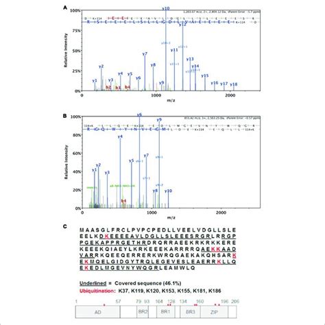 Msms Analysis Of Hbz Ubiquitination Sites Hek293t Cells Were