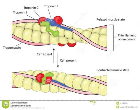 Calcium Ion In Muscle Contraction