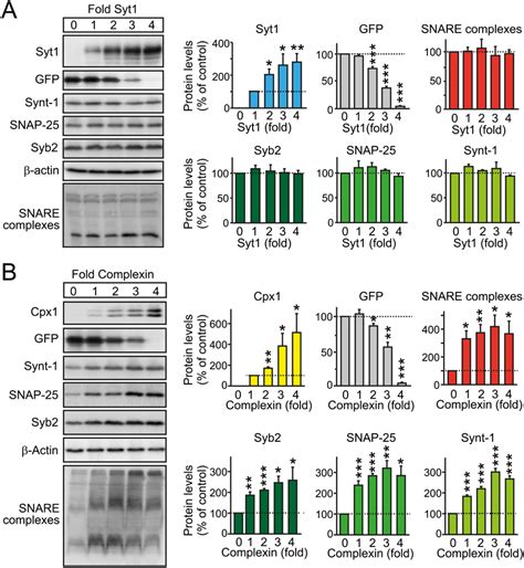 Effect Of Syt1 Or Complexin 1 On Snare Complex Assembly When