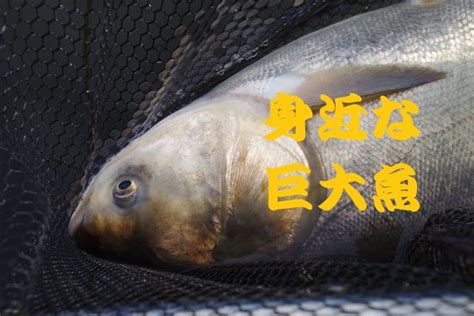 巨大魚のジャンプに注意レンギョハクレンとバス釣りと利根川と ナマローブログNEO