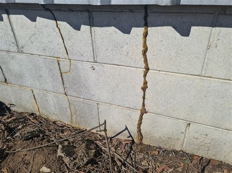 Recognising Termites In Your Home