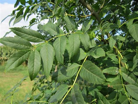 Fraxinus Excelsior Esche · Kostenloses Foto auf Pixabay