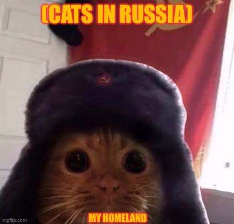 Cat Memes GIFs Imgflip