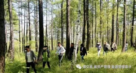 不卖森林卖空气 内蒙古大兴安岭林区闯出林业碳汇新路径 知乎