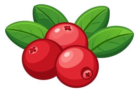 Cranberry Vector Illustration Graphic By Kanay Lal Creative Fabrica