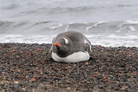 躺在沙滩上的巴布亚企鹅高清图片下载 正版图片505695785 摄图网