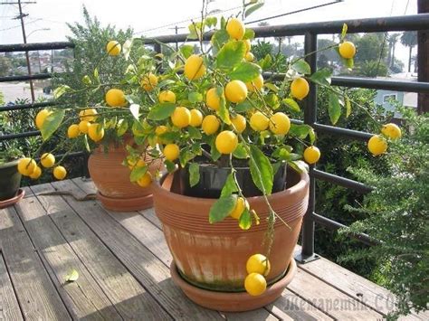 Выращивание Лимонного дерева в домашних условиях Jardins Pequenos