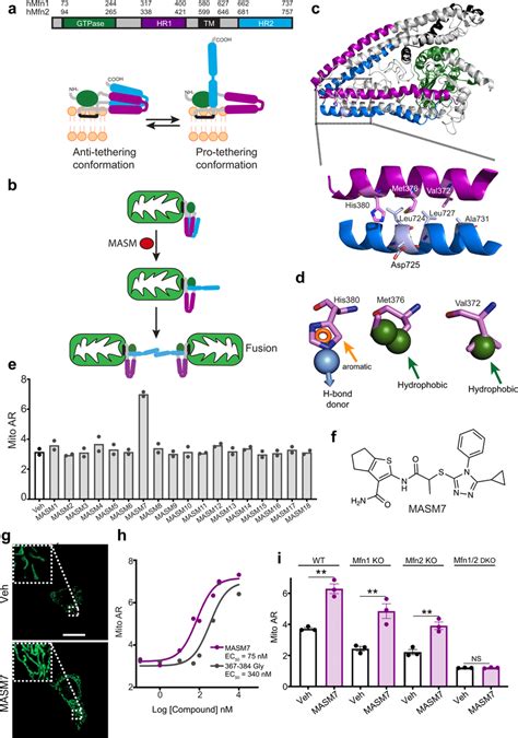 A Small Molecule Activator Of Mitofusins A Domain Model Of Mfn2 Showing