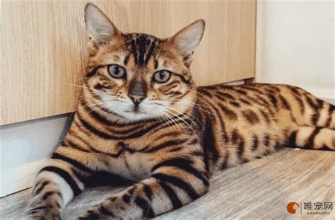防止猫掉毛最有效的方法是什么 哪几个月掉毛严重 唯宠网