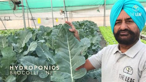 Hydroponic Broccoli How To Grow Nutritious And Delicious No 1