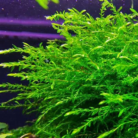 Buy Willow Moss For Sale Fast Shipping
