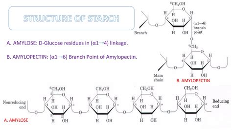Biosynthesis Of Sucrose And Starch Ppt