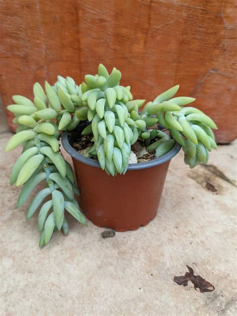 Sedum Morganianum Magnum