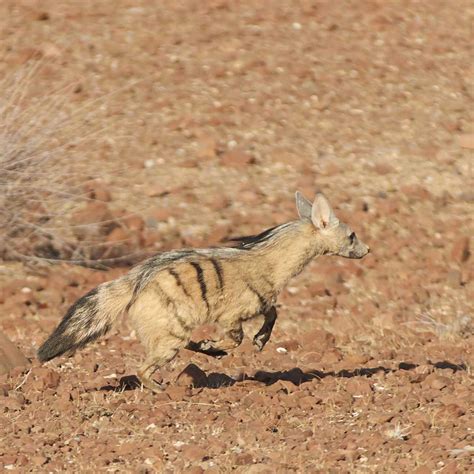 12 Snapping Facts About the Aardwolf - Factopolis