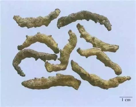 每天最少學一味中藥 僵蠶 第 251天 壹讀