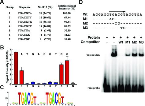 Identification Of Dna Binding Sequences Of Ostga2 A And B Download Scientific Diagram