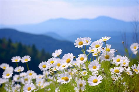 언덕 위의 꽃 꽃들 언덕 초록 Png 일러스트 및 Psd 이미지 무료 다운로드 Pngtree