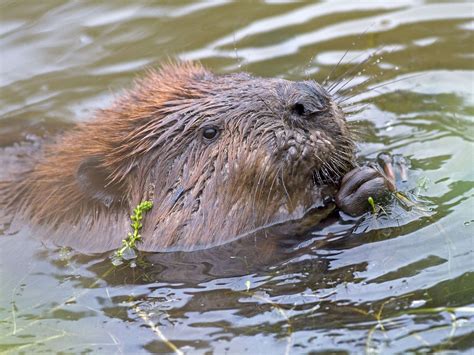 As The Arctic Warms Beavers Move In