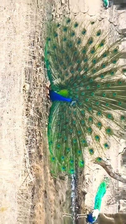 Peacock Dancing 🦚 And Singing Peacocks Peacocklovers Trendingshorts Viral Youtube