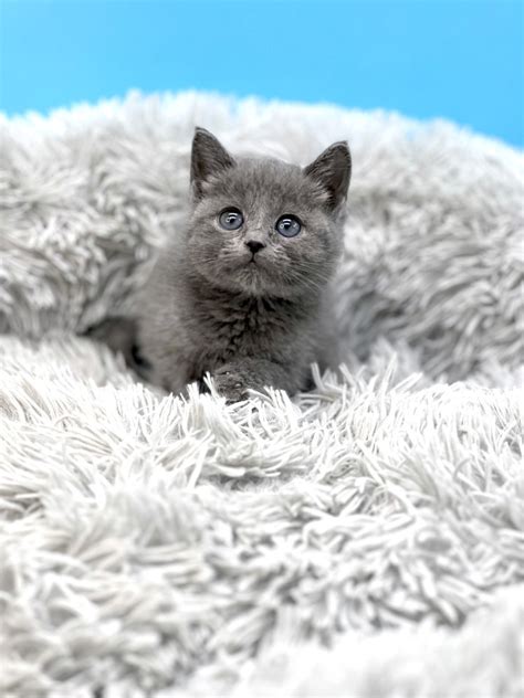 러시안블루호미하남점 강아지분양고양이분양 오독안심분양센터위탁센터인천광주대구시흥