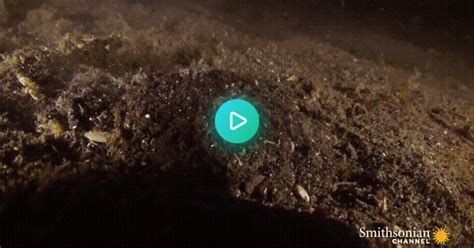 I Will Leave This Bobbit Worm Here  On Imgur