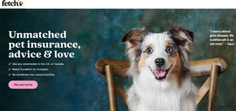 13 Pet Insurance Websites To Save On Those Expensive Vet Bills Geekflare