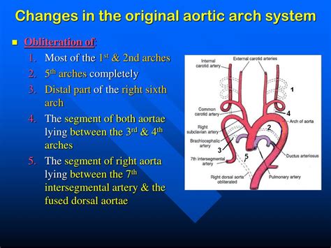 Definition Of Aortic Arch Myteinvest