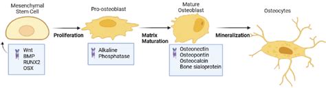 Mesenchymal Stem Cells Mscs Undergo A Differentiation Process That
