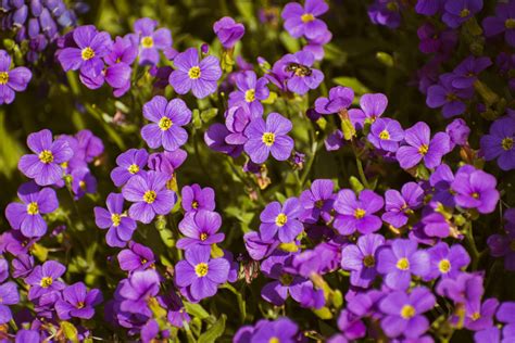 Aubrieta Peri Dico Calasanz Vitoria