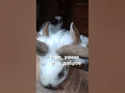 маленький антистресс с утра - YouTube