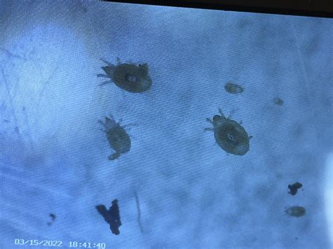 Bug Eating My Isopod R Whatsthisbug