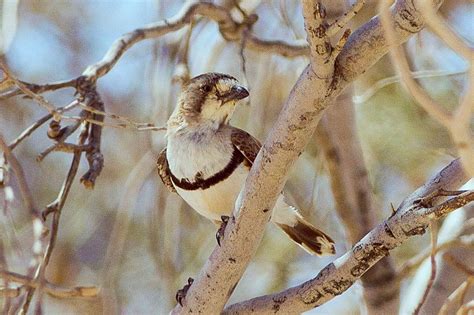 Archivo Aphelocephala Nigricincta Near Strzelecki Track South