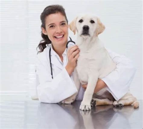 All About Med Vets Petcarerx