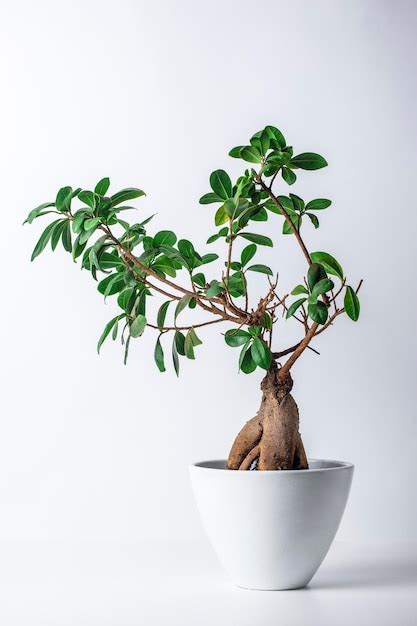 Premium Photo Bonsai Tree Isolated On White Background Traditional