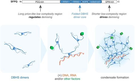 Different Low Complexity Regions Of Sfpq Play Distinct Roles In The Formation Of Biomolecular
